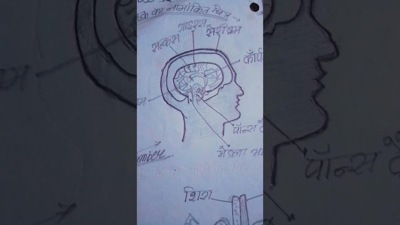 Manav mastishk ka namankan Chitr - YouTube