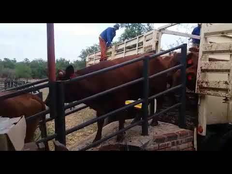 loading cattle from truck - YouTube