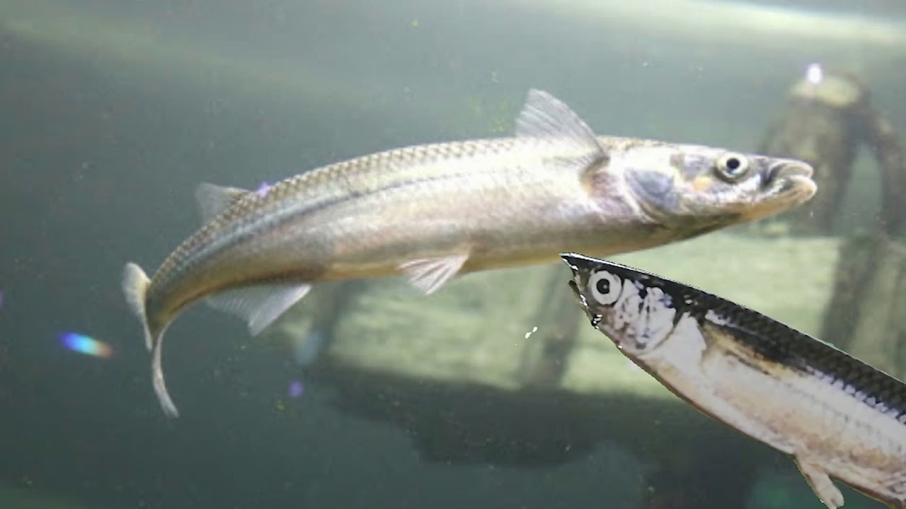 PEJERREY (Odontesthes bonariensis) - YouTube
