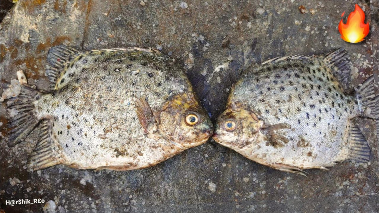 VERY RARE!!!! SPOTTED SCAT BUTTER FISH CUTTING 🔥 | KASIMEDU SELVAM FISH ...