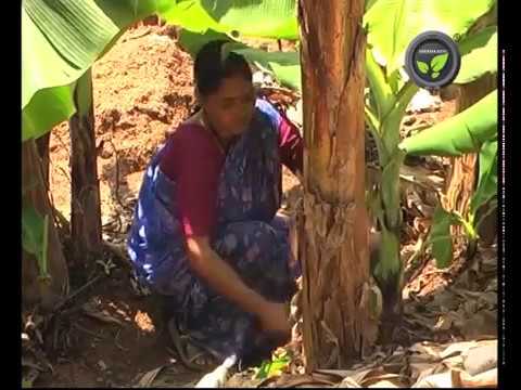 Control of Suckers, Stalking and Ratoon Cropping in Banana - YouTube