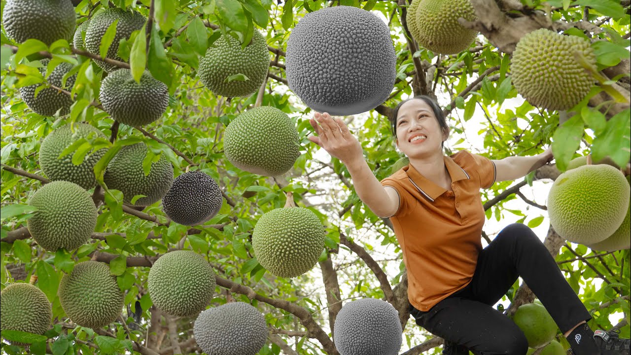 Harvest the Longevity Fruit to Sell at the Market - The Secret to ...