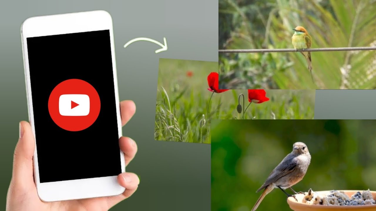 bird photography tips and tricks bird photography camera setting bird ...