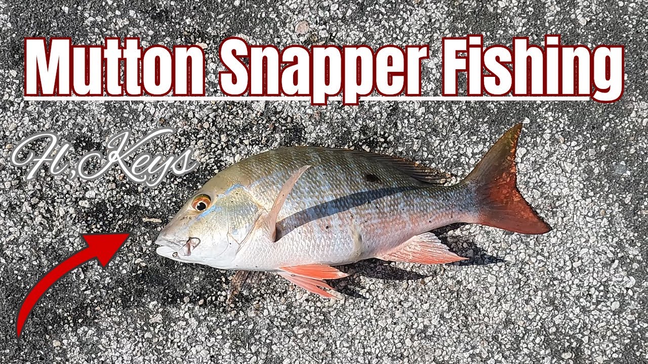 Mutton Snapper Fishing on a Florida Keys Bridge - YouTube