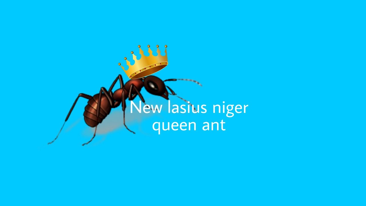 New lasius niger queen - YouTube