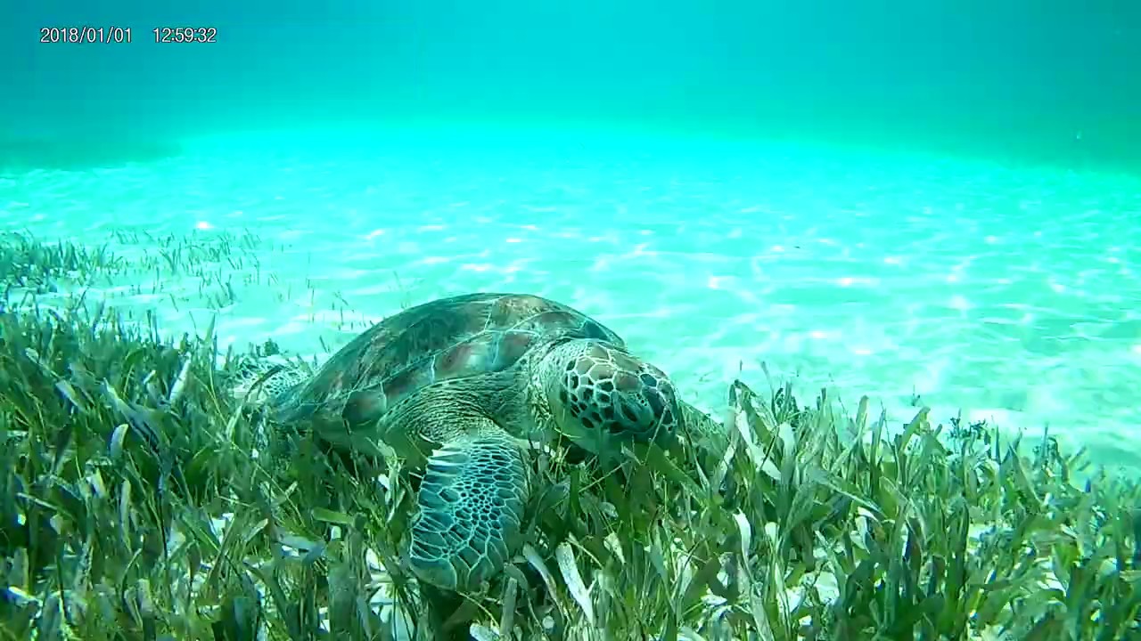 Amazing Day snorkeling with Sea Turtles in the Florida Keys! - YouTube