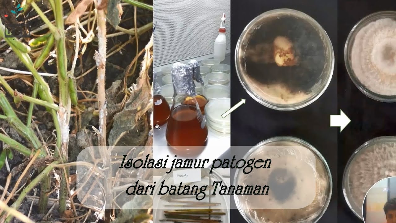 Cara Isolasi Jamur Patogen dari Batang Tanaman. Hingga menjadi Isolat ...