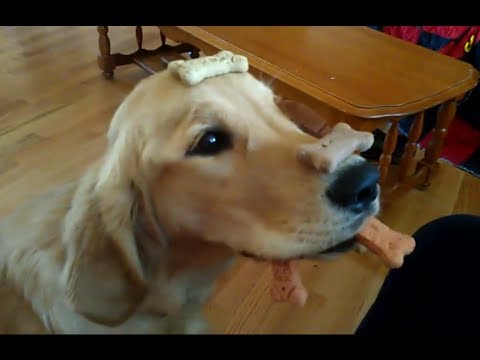 Dünya bu köpeği konuşuyor, Piyano çalan köpek