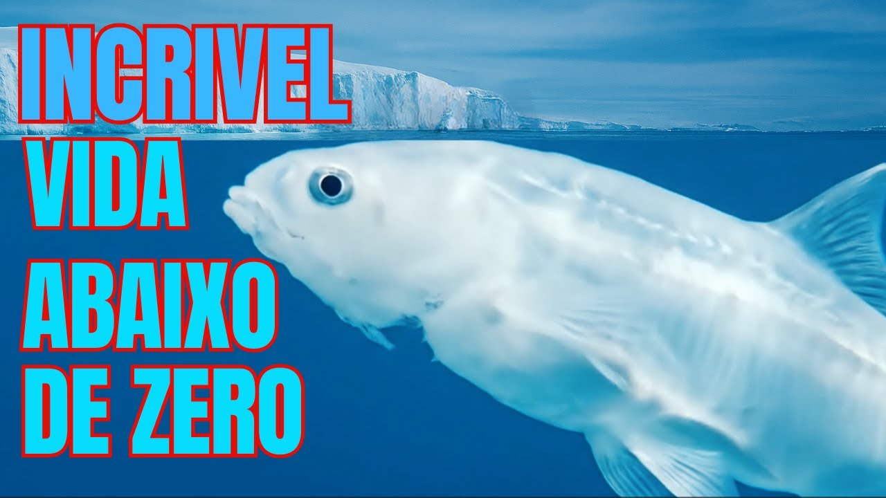 VIDA ABAIXO DE ZERO – Os Mistérios dos Peixes do Gelo na Antártida ...