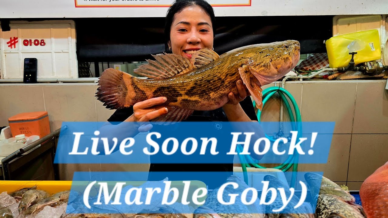 Live 2kg+ Soon Hock! (28 Jan 2026 Wed) - YouTube