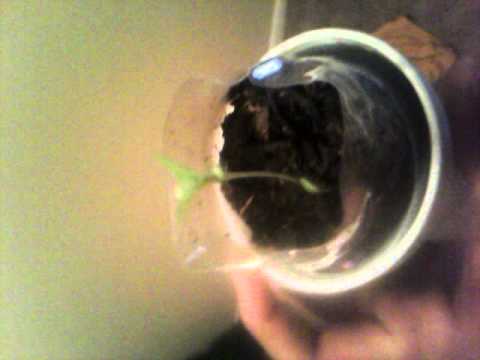 1 week old weed plant - YouTube