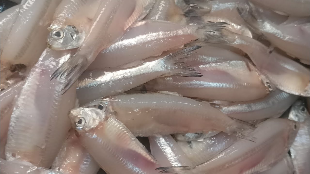 Easy and tasty dhavai fish|small fish recipe|jhatpat aur asani se banne ...
