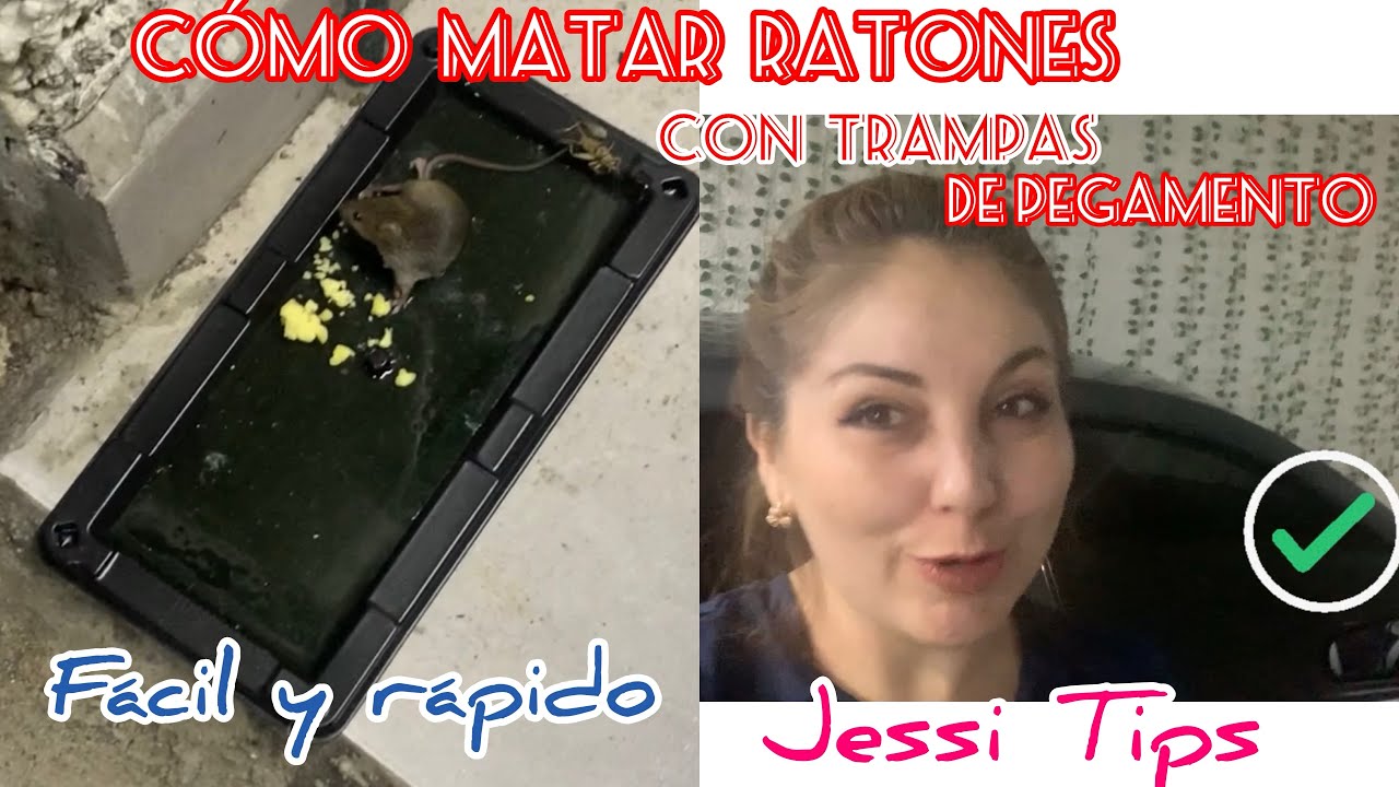 COMO MATAR RATONES fácil y rápido la mejor solución!! |Jessi Tips - YouTube