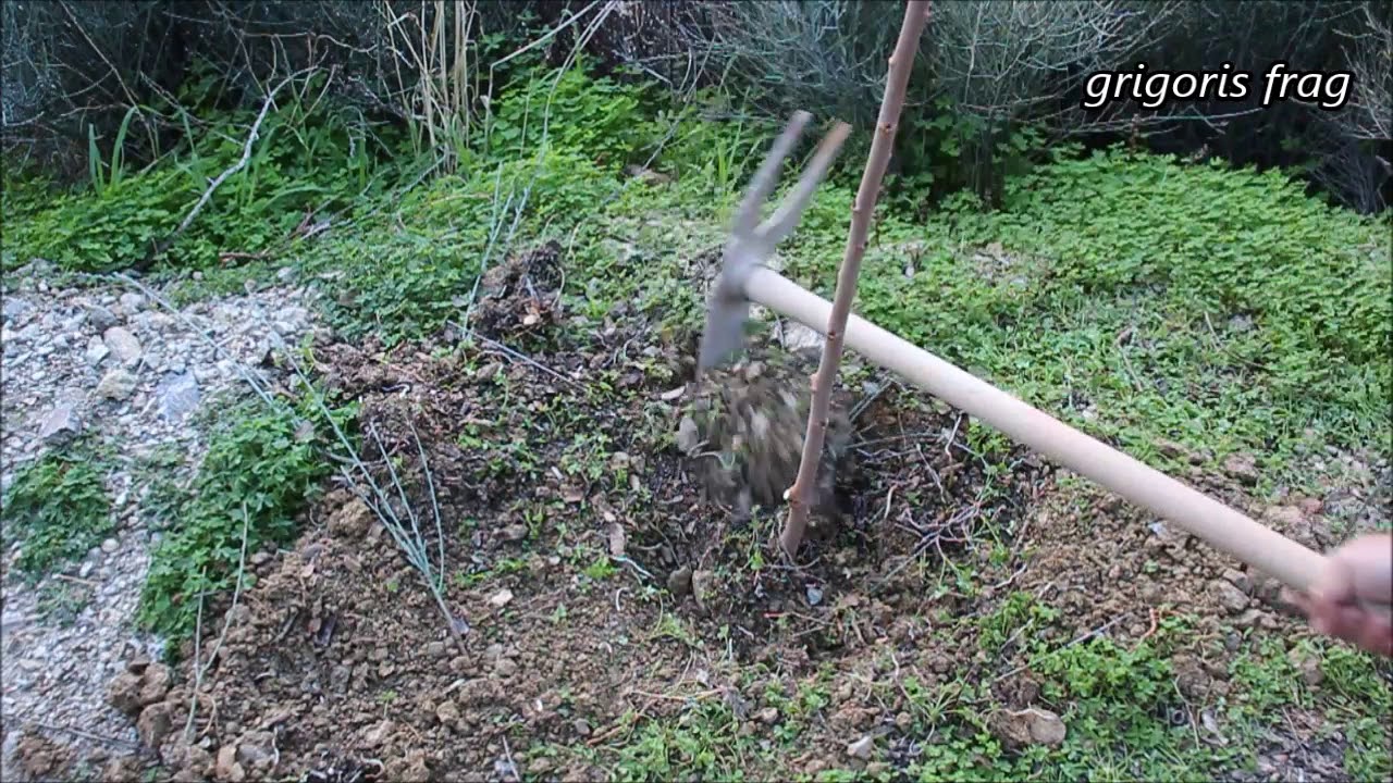 Πότε και πως φυτεύονται τα δέντρα - YouTube