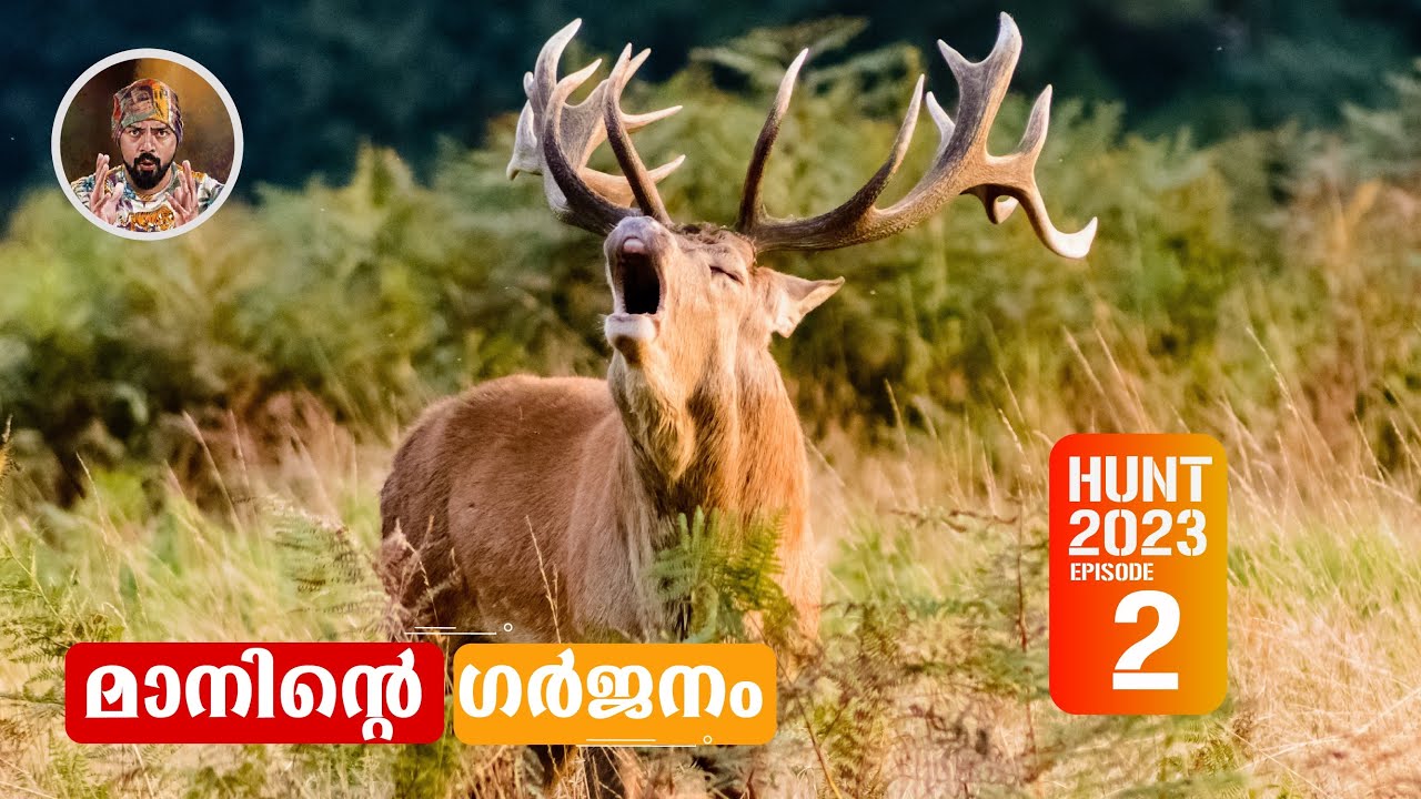 DEER ROAR/ ROAR HUNTING 2023 NEW ZEALAND/BEST HUNTING/DEER HUNTING/STAG ...