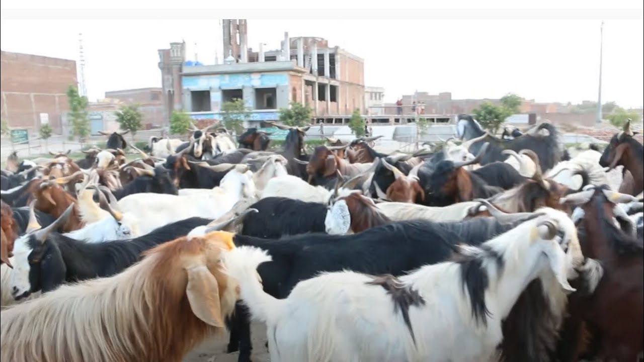 Pahari Bakra Mandi 2022 Bakra Eid Kay Liya Janwar Mandi Maay Ana Start ...