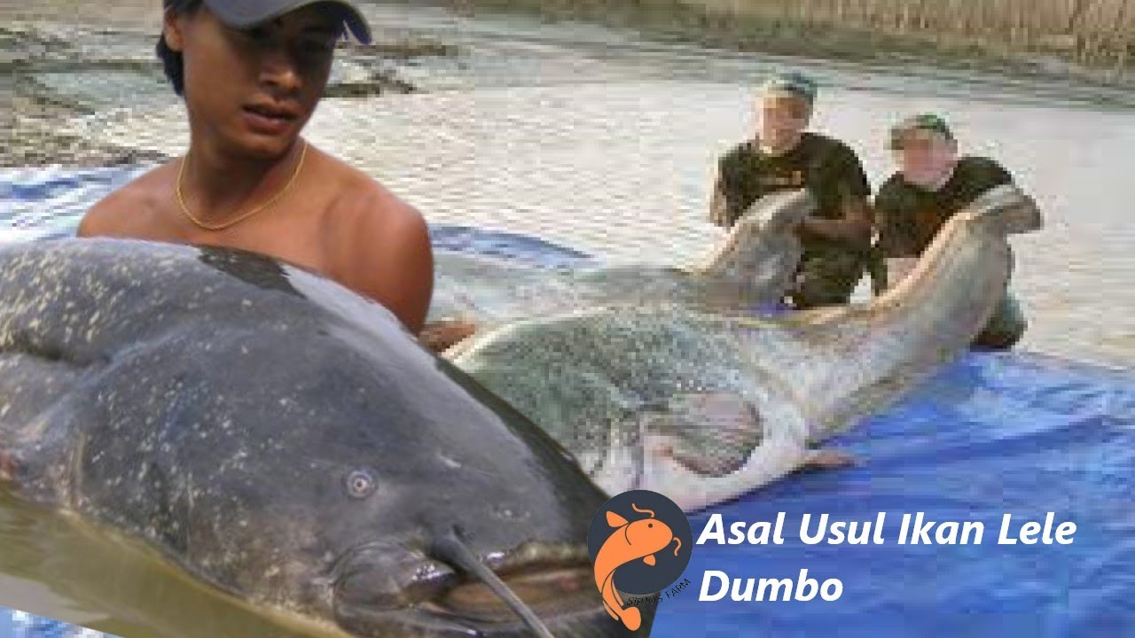 Lele Dumbo | Asal Usul Ikan Lele Dumbo - YouTube