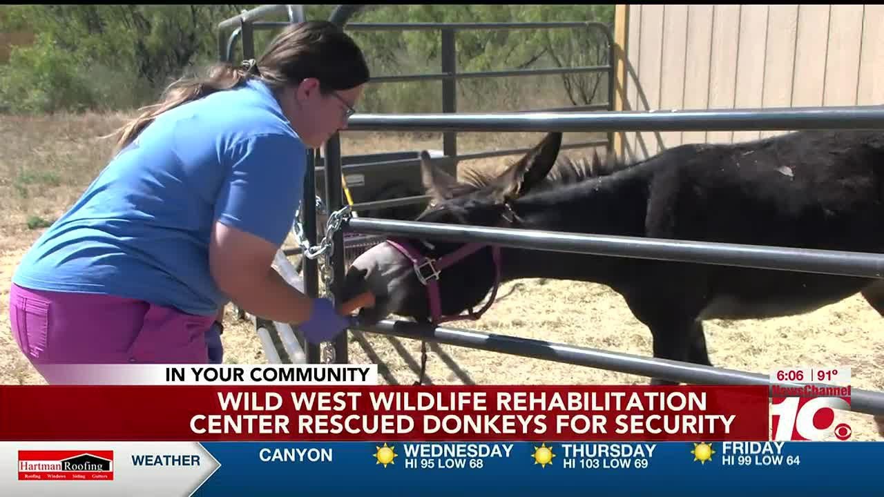 Wild West Wildlife Rehabilitation Center rescued two donkeys for ...