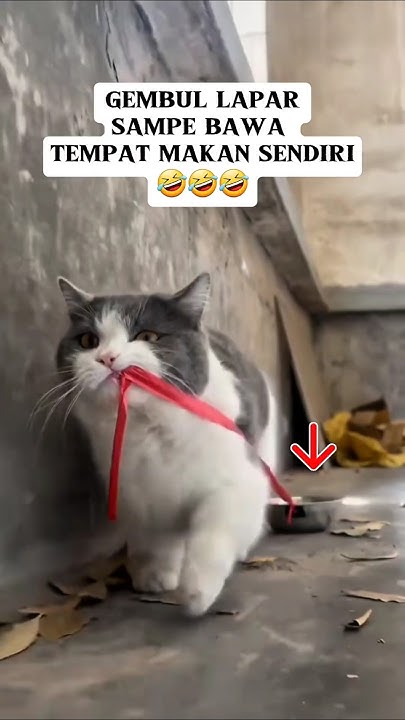 Gembul Lapar Sampe Bawa Tempat Makan Sendiri 🤣🤣🤣 #shorts #kucing #kucinglucu - YouTube