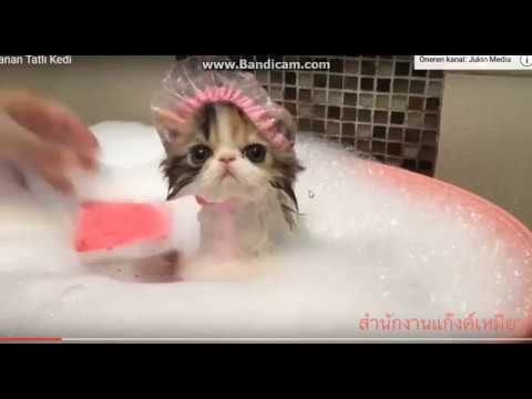 KÜÇÜK KEDİ BANYO YAPIYOR.