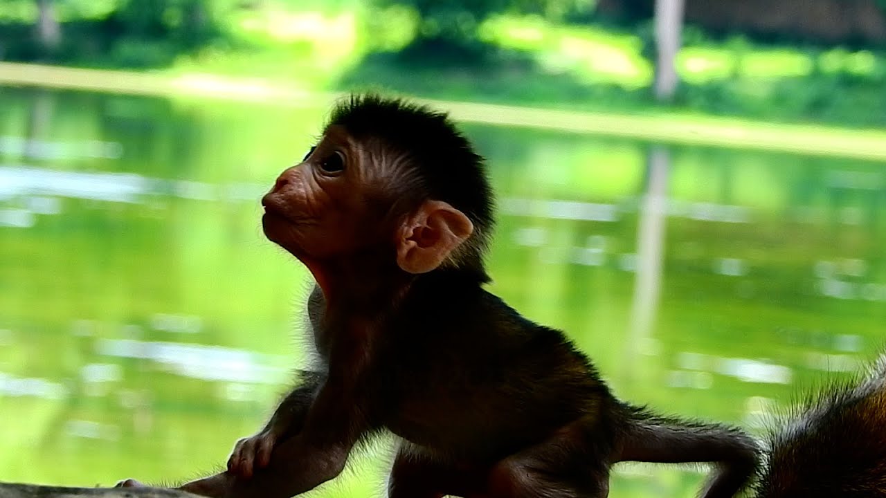 Moon Pie of baby Monkeys trying walk find food - YouTube