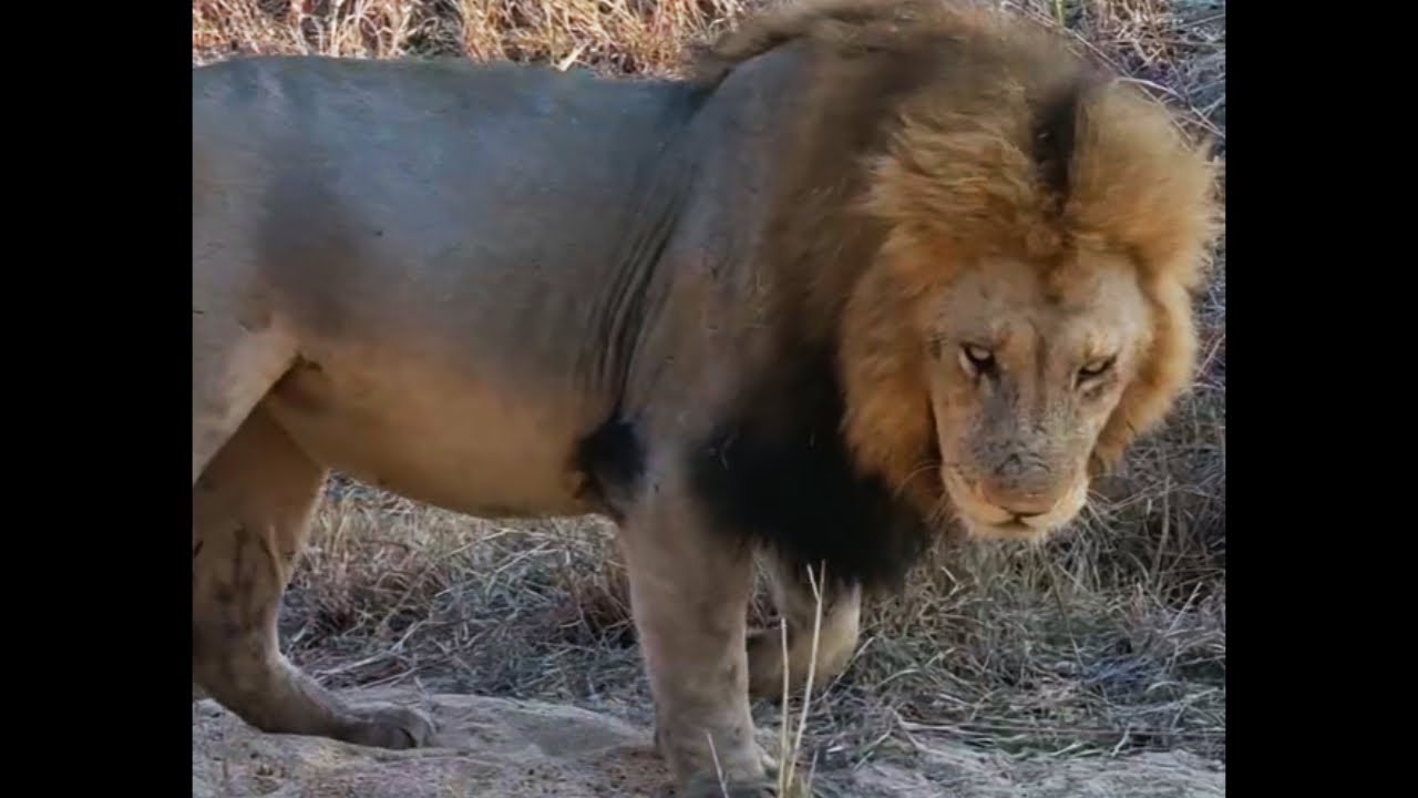 Heavy Weight Male Lion | Plains Camp Male | 10 October 2024 - YouTube