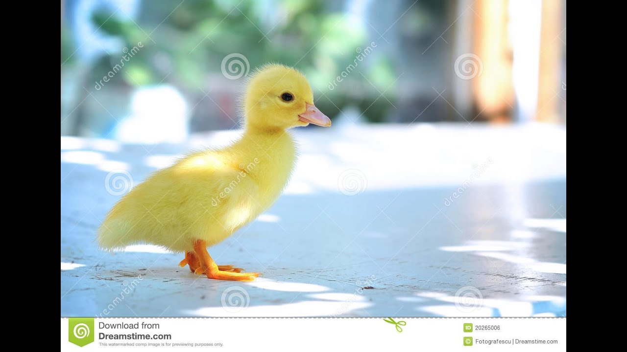 Bebe pato #25 terminamos a primeira casa do mar - YouTube