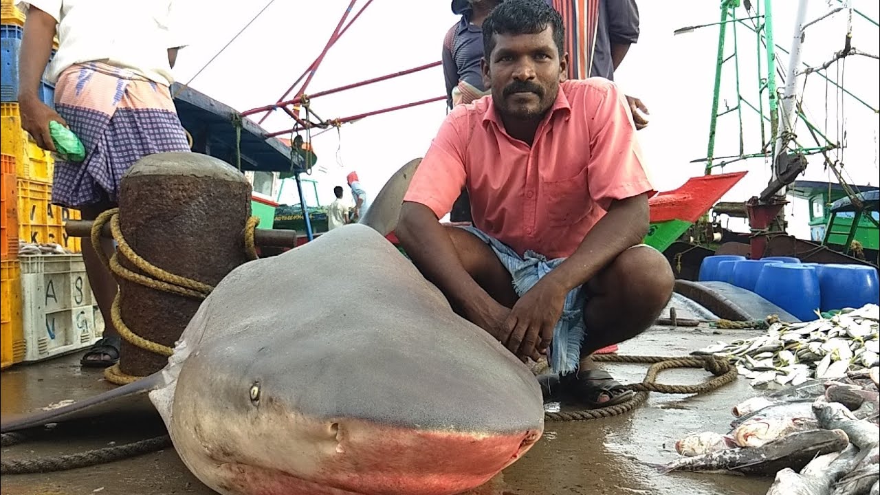 300kg சுறா மீன்/300kg shark fish - YouTube