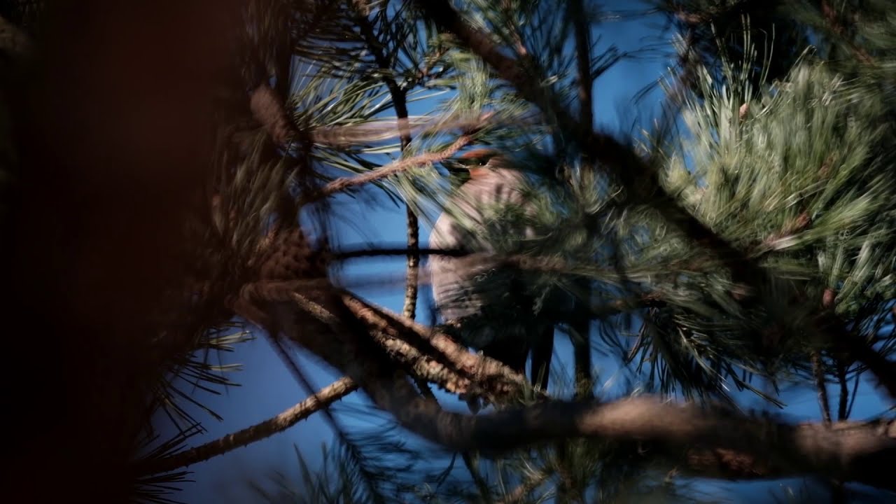 Tamron SP 500 f/8 video test