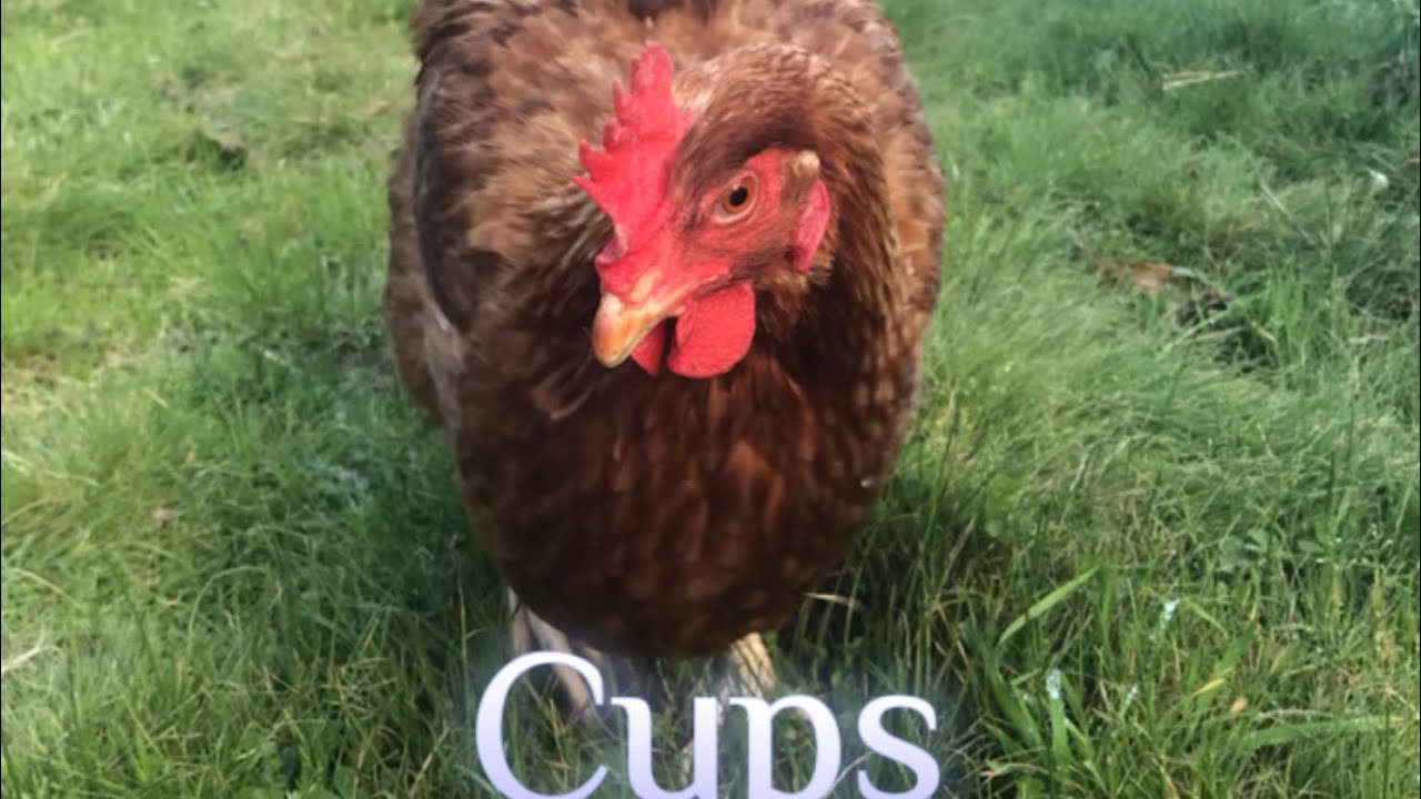 Anna Kendrick- Cups (pitch perfect “ when I gone” Lyrics - YouTube