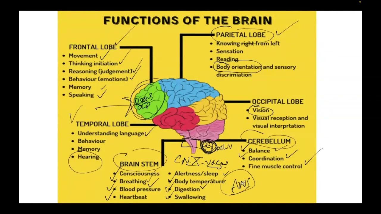 Neurology Main parts of the brain and their function - YouTube