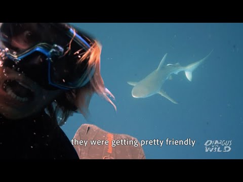 Dingus vs. a bunch of sharks! - YouTube
