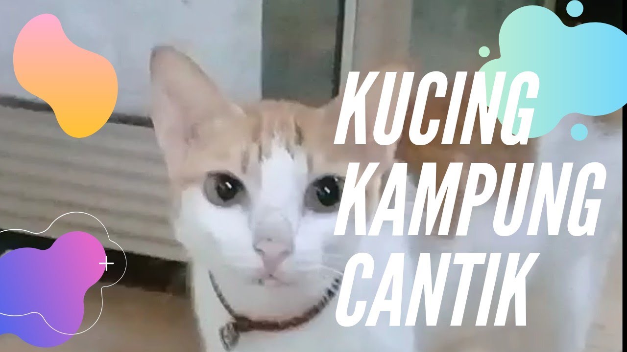 KUCING KAMPUNG LUCU BERMAIN BERSAMA ~~~ DUNIA KUCING KU - YouTube