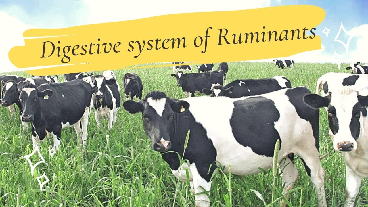 Digestion in Ruminants | CSEC Agricultural Science - YouTube