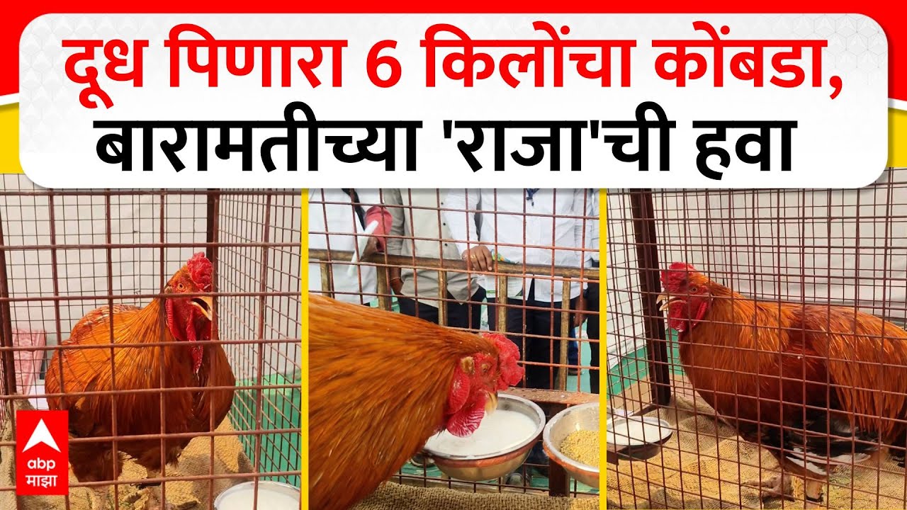 Baramati Kombda : दूध पिणारा साठ हजाराचा कोंबडा, बारामतीच्या राजाचा ...