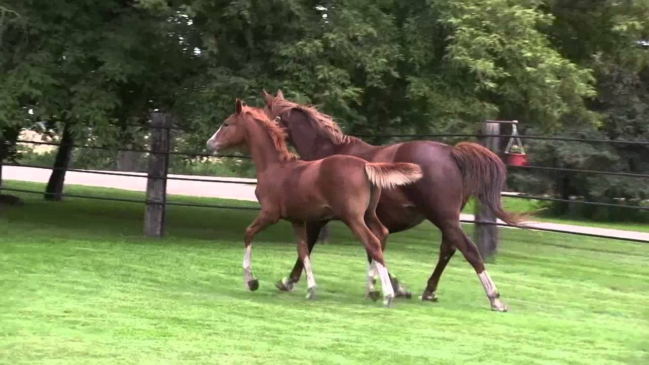 Bella Balou - 2014 Dressage/Hunter Prospect by Bon Balou For Sale - YouTube