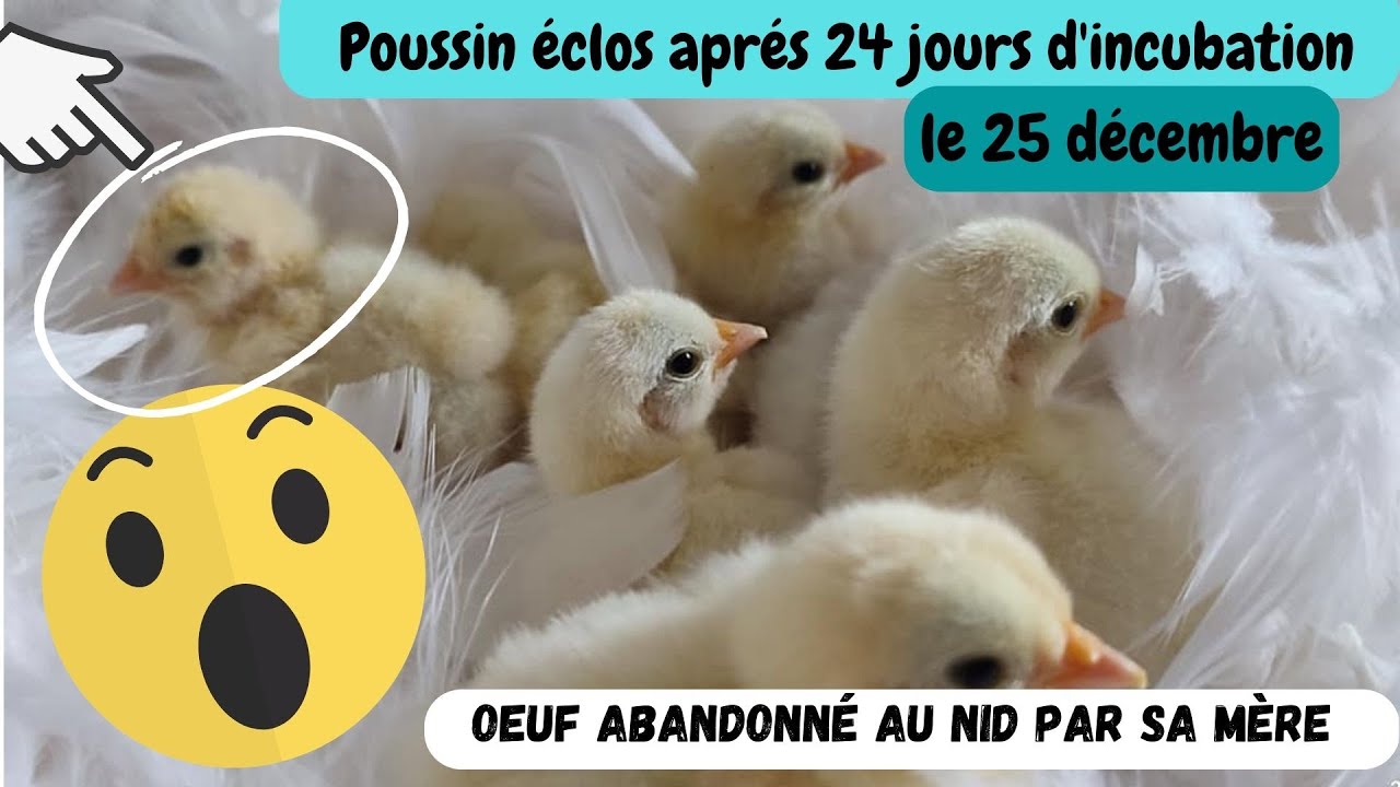 Eclosion de poussin apres 24 jours d'incubation ! - YouTube
