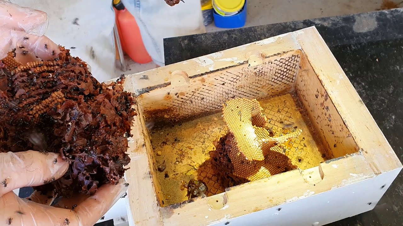 Clarence Native Bee Rescue Tetragonula carbonaria Log 4 20200918 - YouTube