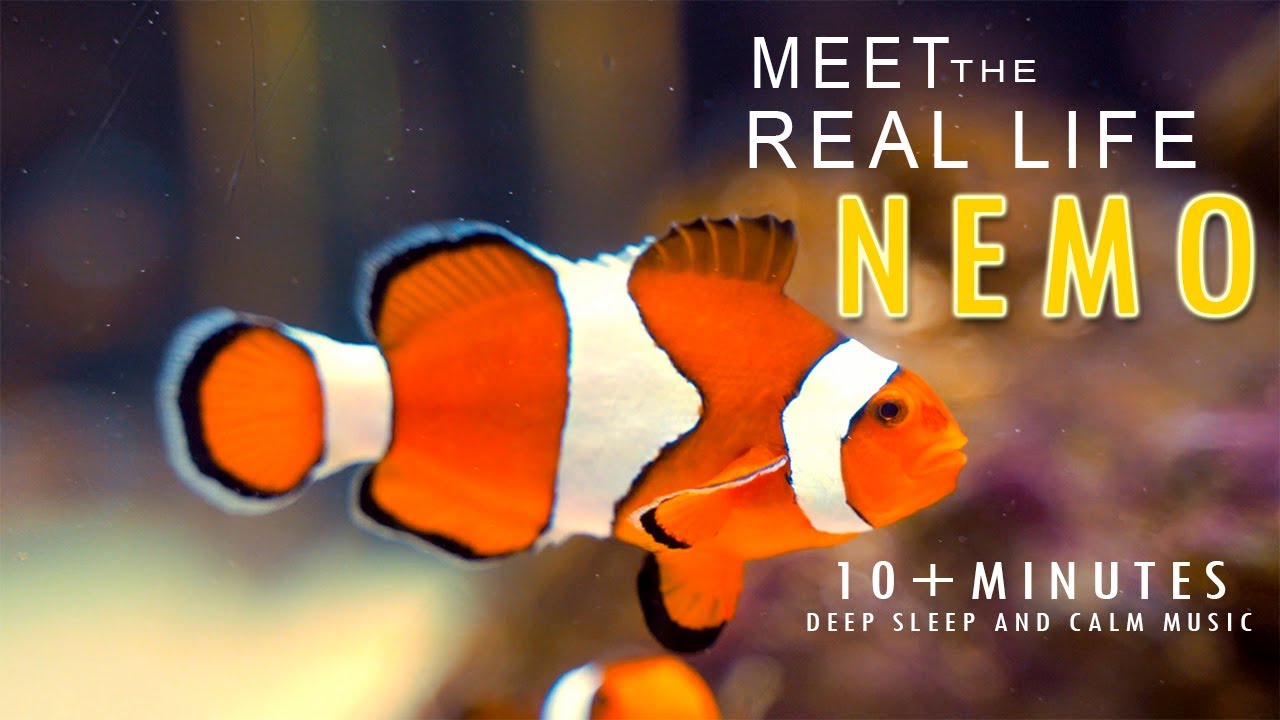 Underwater REAL NEMO, Deep Sleep Music | Soothing Relaxation ...