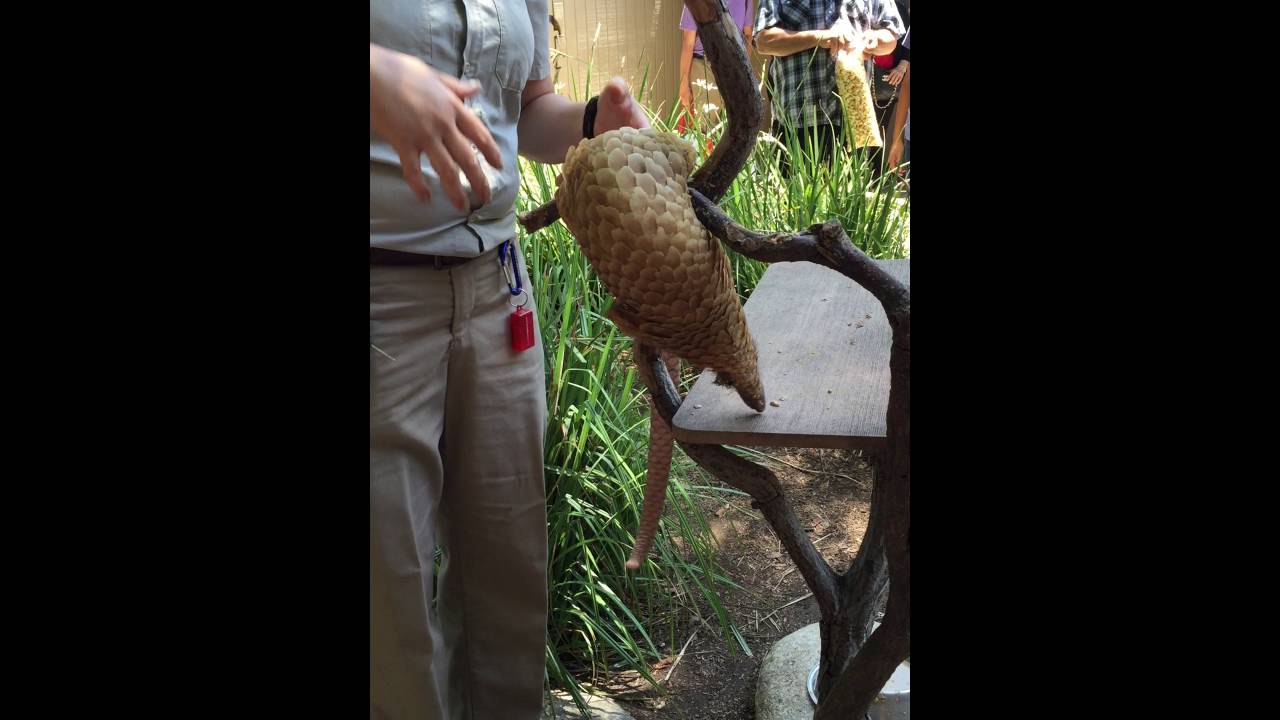 White Bellied Tree Pangolin in San Diego Zoo 1/3 - YouTube