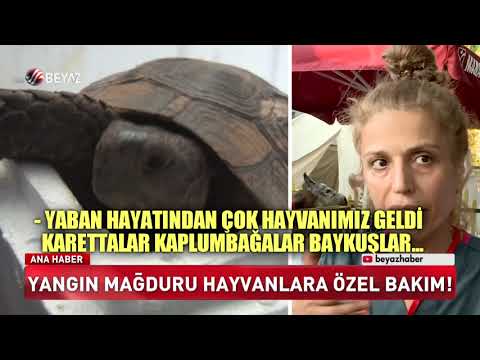 Yangın mağduru hayvanlara özel bakım!