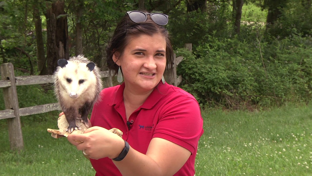 Parks & Recreation Critter Chat: Opossums - YouTube