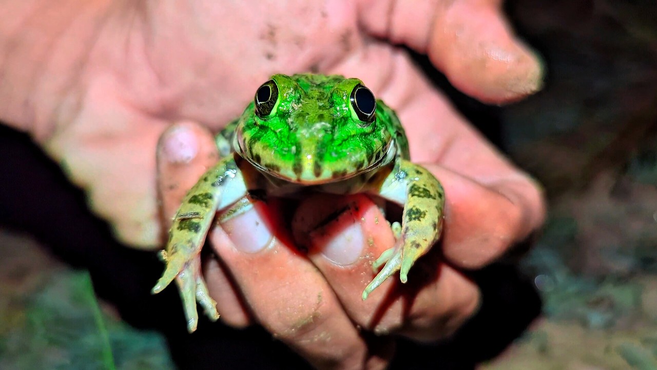 Cute Baby From and Big Bullfrog | Interesting Frog beautiful | Frog TV ...