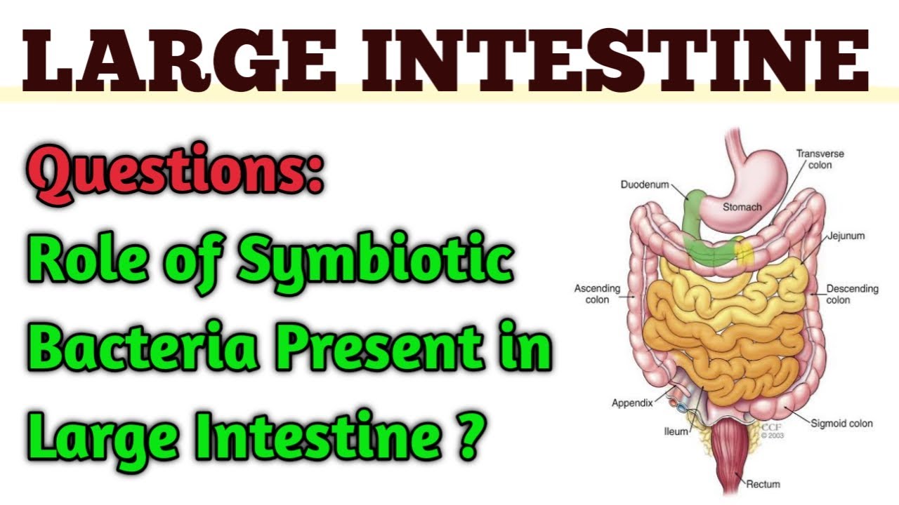 ROLE OF SYMBIOTIC BACTERIA IN LARGE INTESTINE || FUNCTION OF LARGE ...