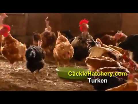 Turken "Naked Neck" Chicken Breed (Breeder Flock) | Cackle Hatchery ...