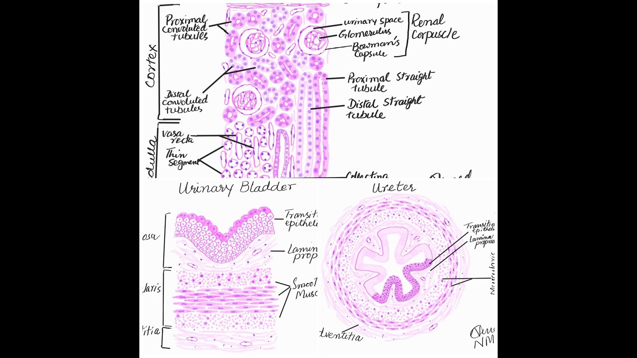 Kidney Urinarybladder ureter Histology diagrams - YouTube