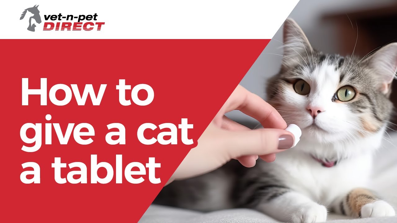 How To Give A Cat A Tablet - YouTube
