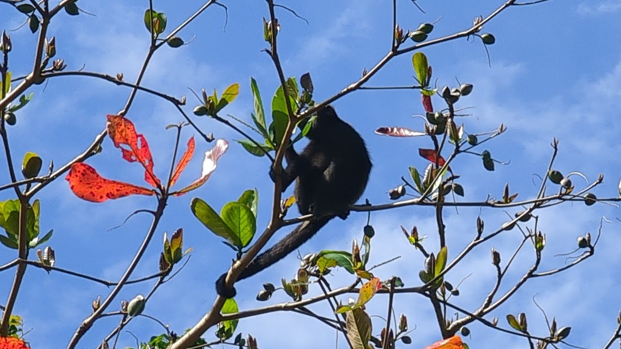 2/11/2025 We Saw Wild Howler monkeys in the jungle in Limon Costa Rica ...