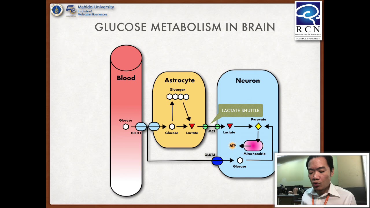 Foundation of Neuroscience | 7.3 Brain and Metabolism - YouTube