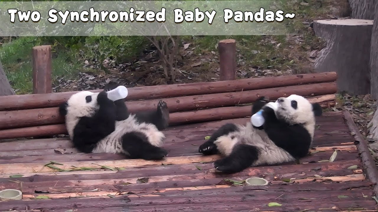 Two Baby Pandas Drink Milk At The Same Pose | iPanda - YouTube